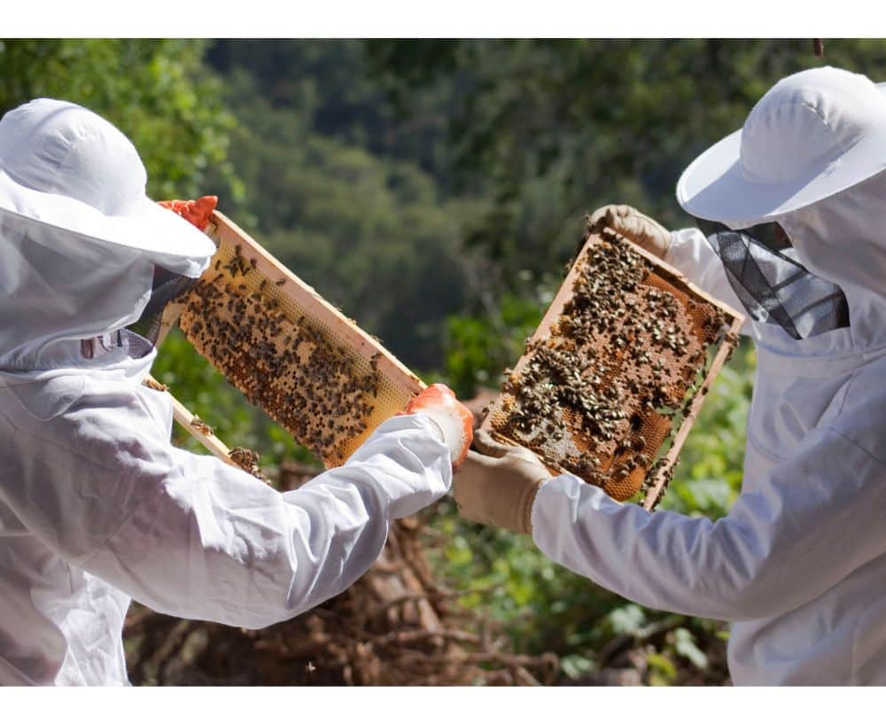 BEEKEEPERS SUIT Archives - ZDI - Safety PPE & Uniforms Wholesaler Since ...